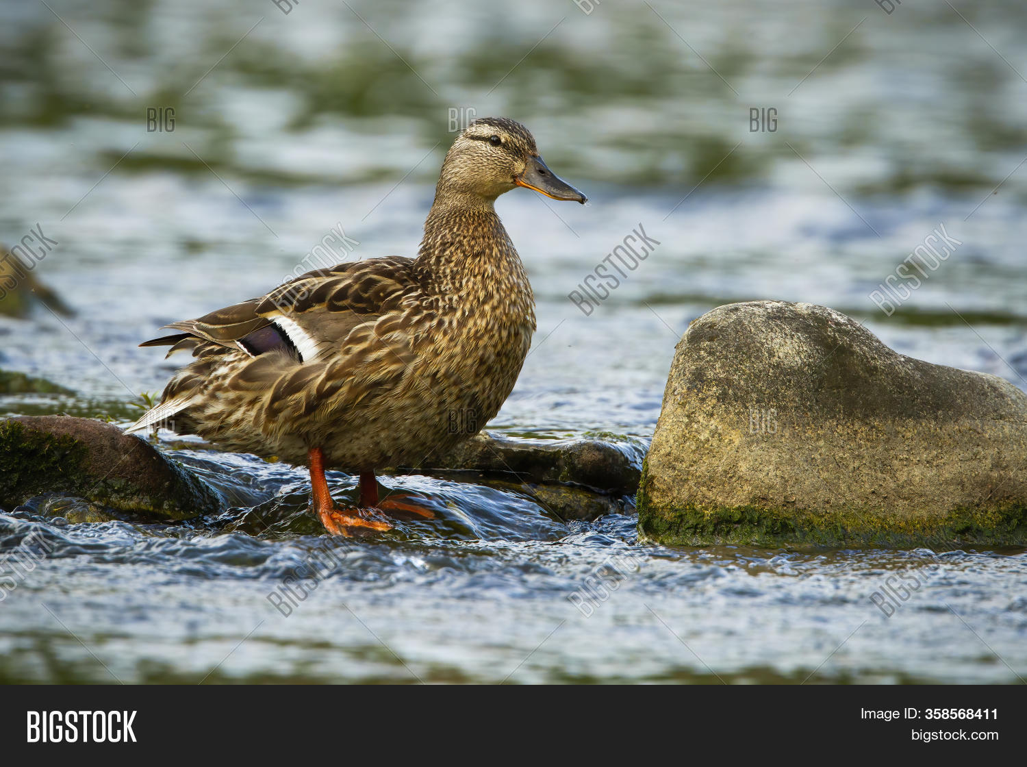 Alert Female Mallard Image & Photo (Free Trial) | Bigstock