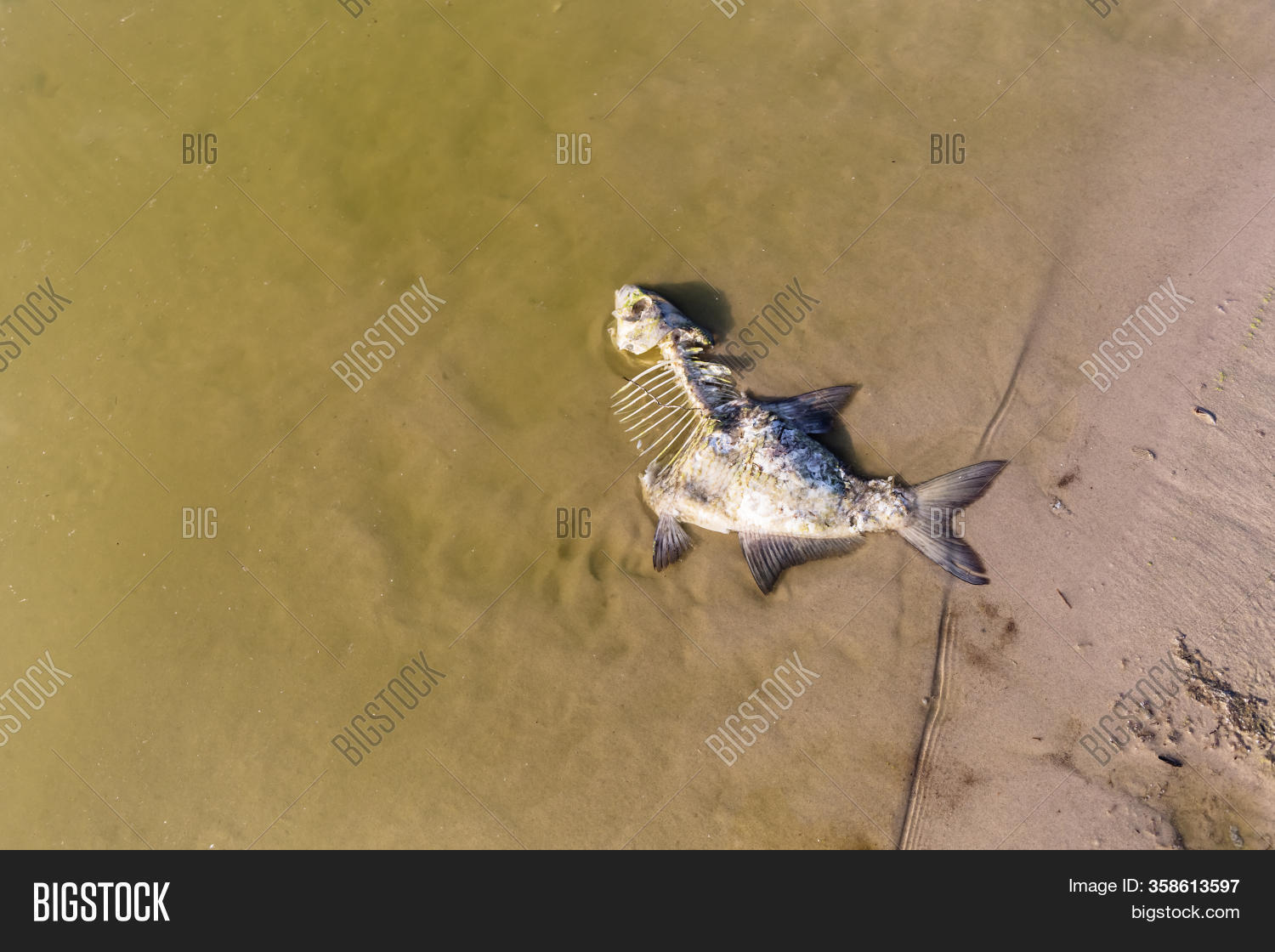 Remains Dead Decaying Image & Photo (Free Trial) | Bigstock