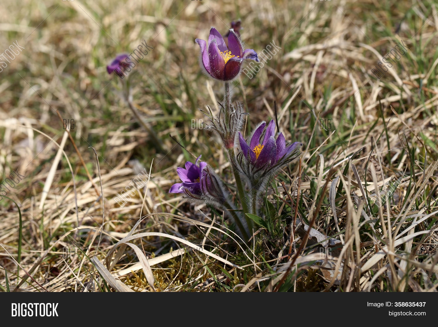Beautiful Purple Image & Photo (Free Trial) | Bigstock