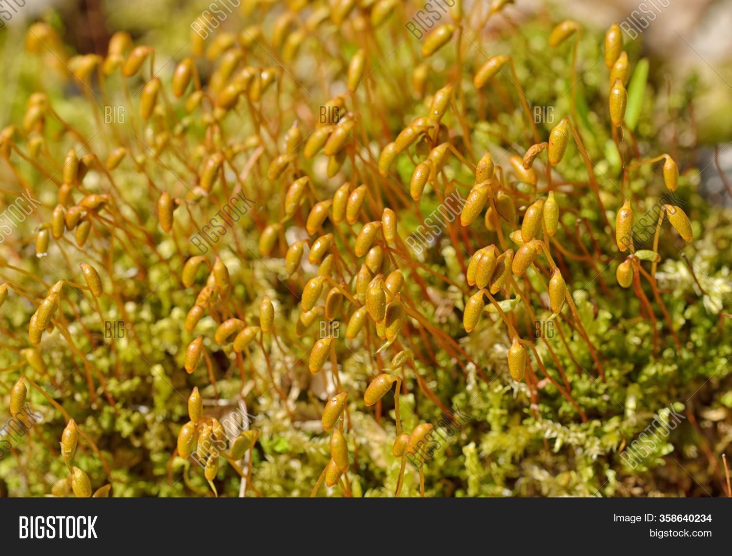 Thin Stems Spores Moss Image & Photo (Free Trial) | Bigstock