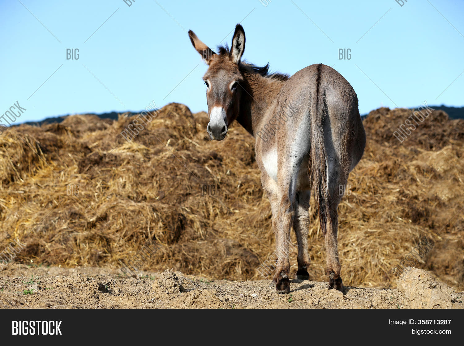 Donkey Outdoors Nature Image & Photo (Free Trial) | Bigstock