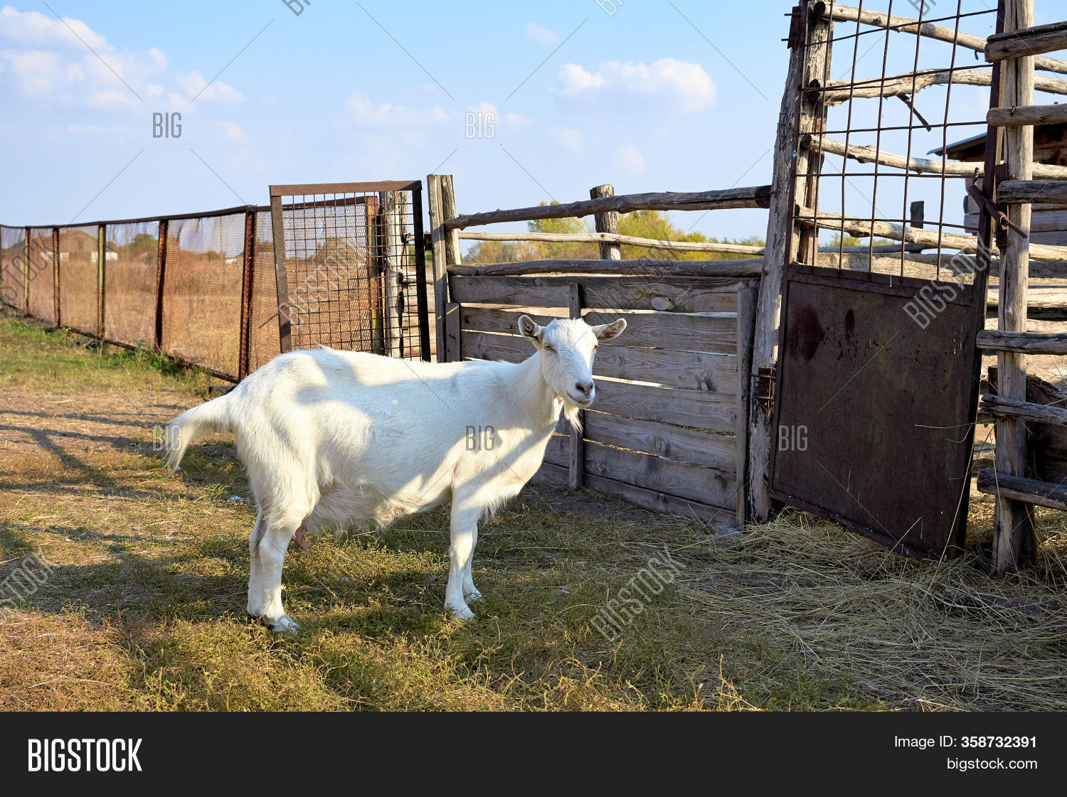 Goats On Farm. Farm Image & Photo (Free Trial) | Bigstock