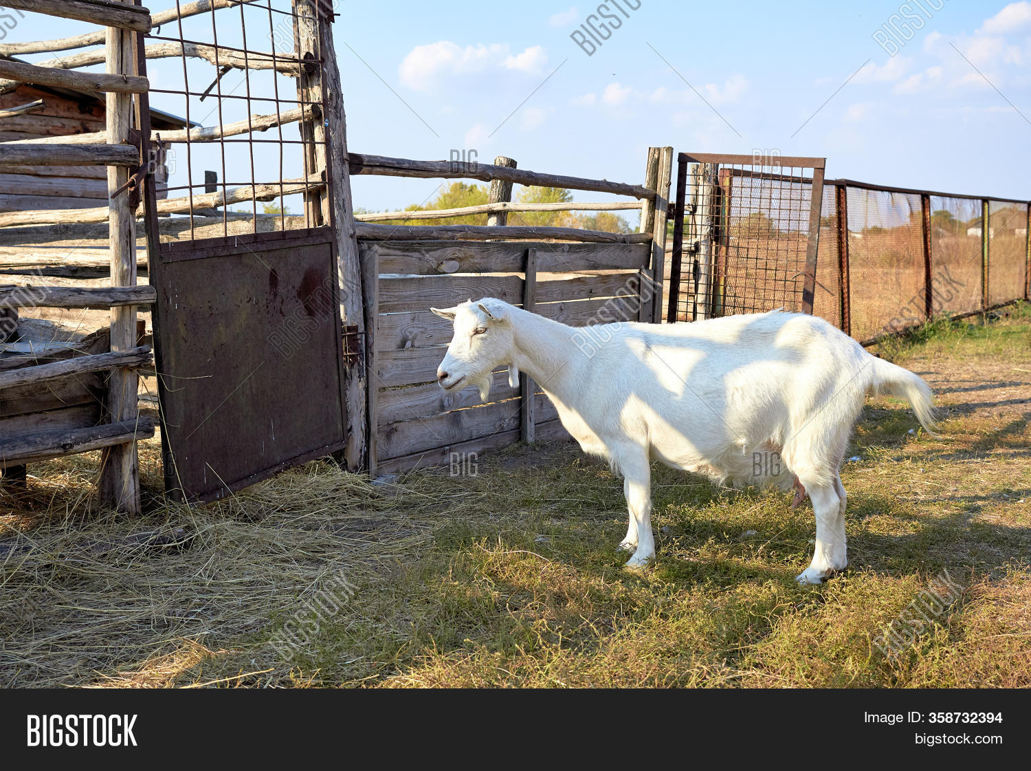 Goats On Farm. Farm Image & Photo (Free Trial) | Bigstock