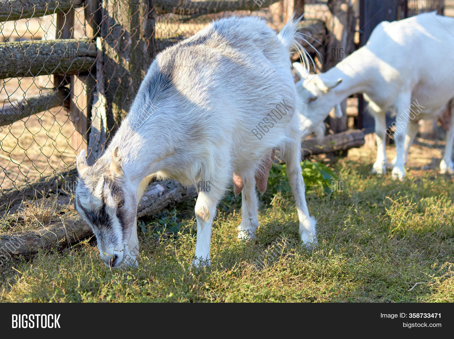 Goats On Farm. Farm Image & Photo (Free Trial) | Bigstock