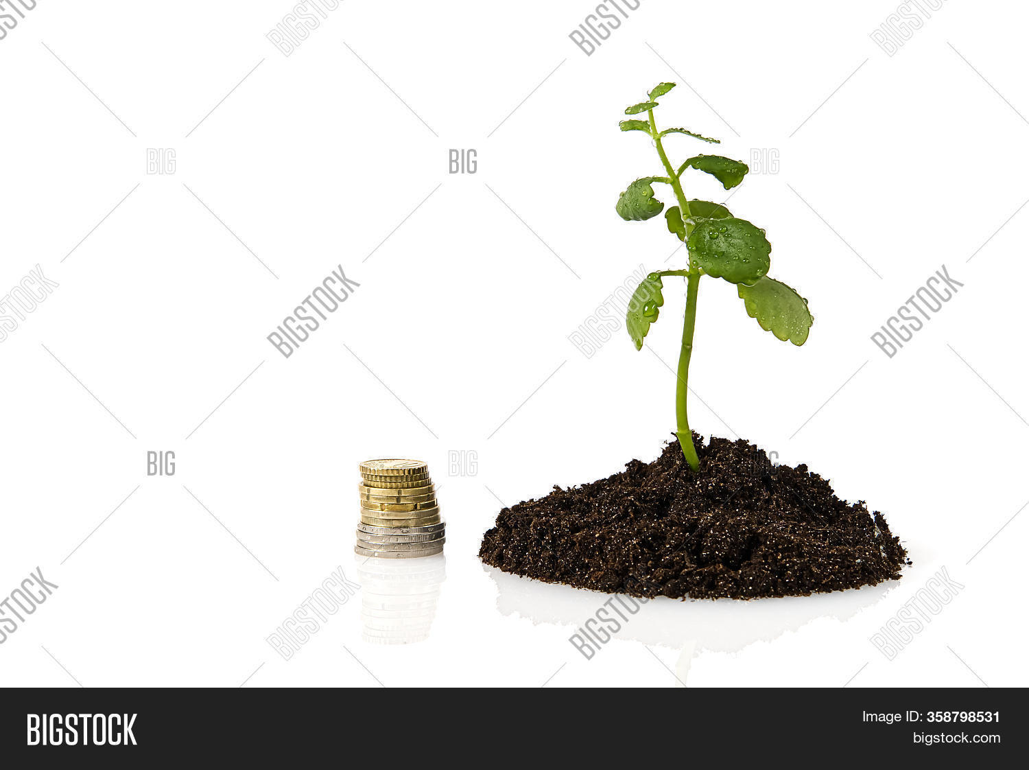 Money Tree Growing. Image & Photo (Free Trial) | Bigstock