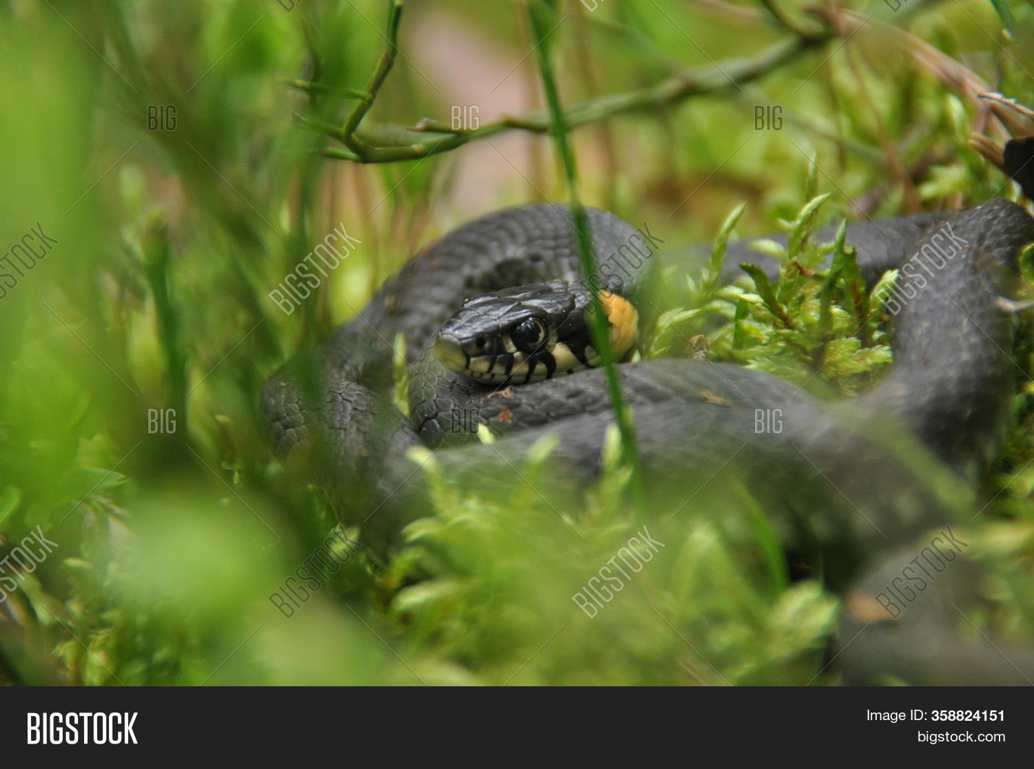 Grass Snake Resting Image & Photo (Free Trial) | Bigstock