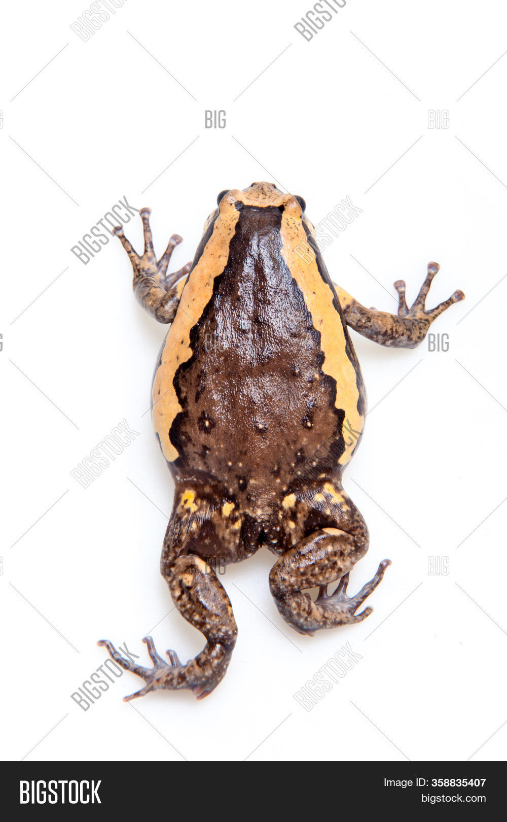 Banded Bullfrog Image & Photo (Free Trial) | Bigstock