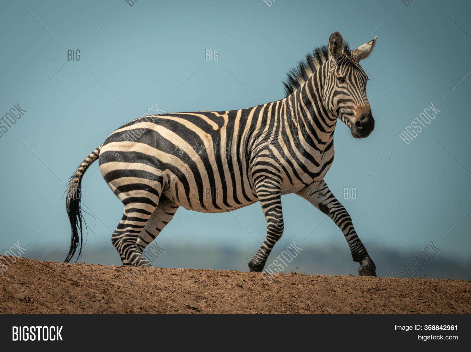 Plains Zebra Gallops Image & Photo (Free Trial) | Bigstock