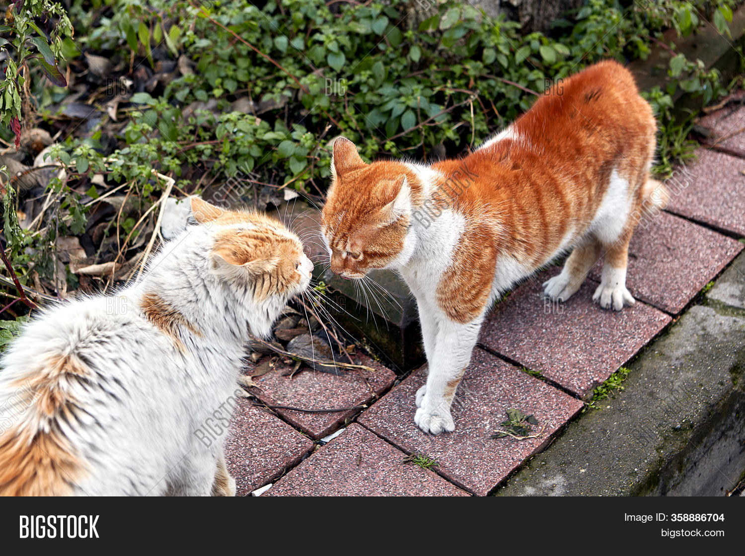 Two Stray Cats Color Image & Photo (Free Trial) | Bigstock