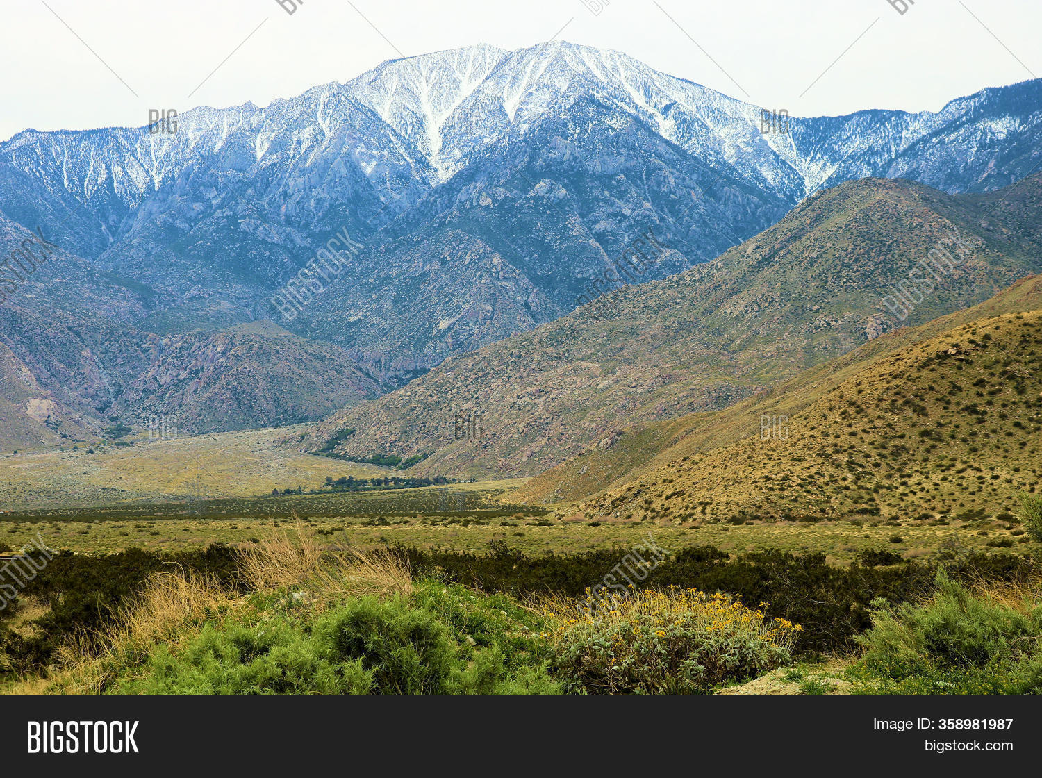 Chaparral Plants Image & Photo (Free Trial) | Bigstock