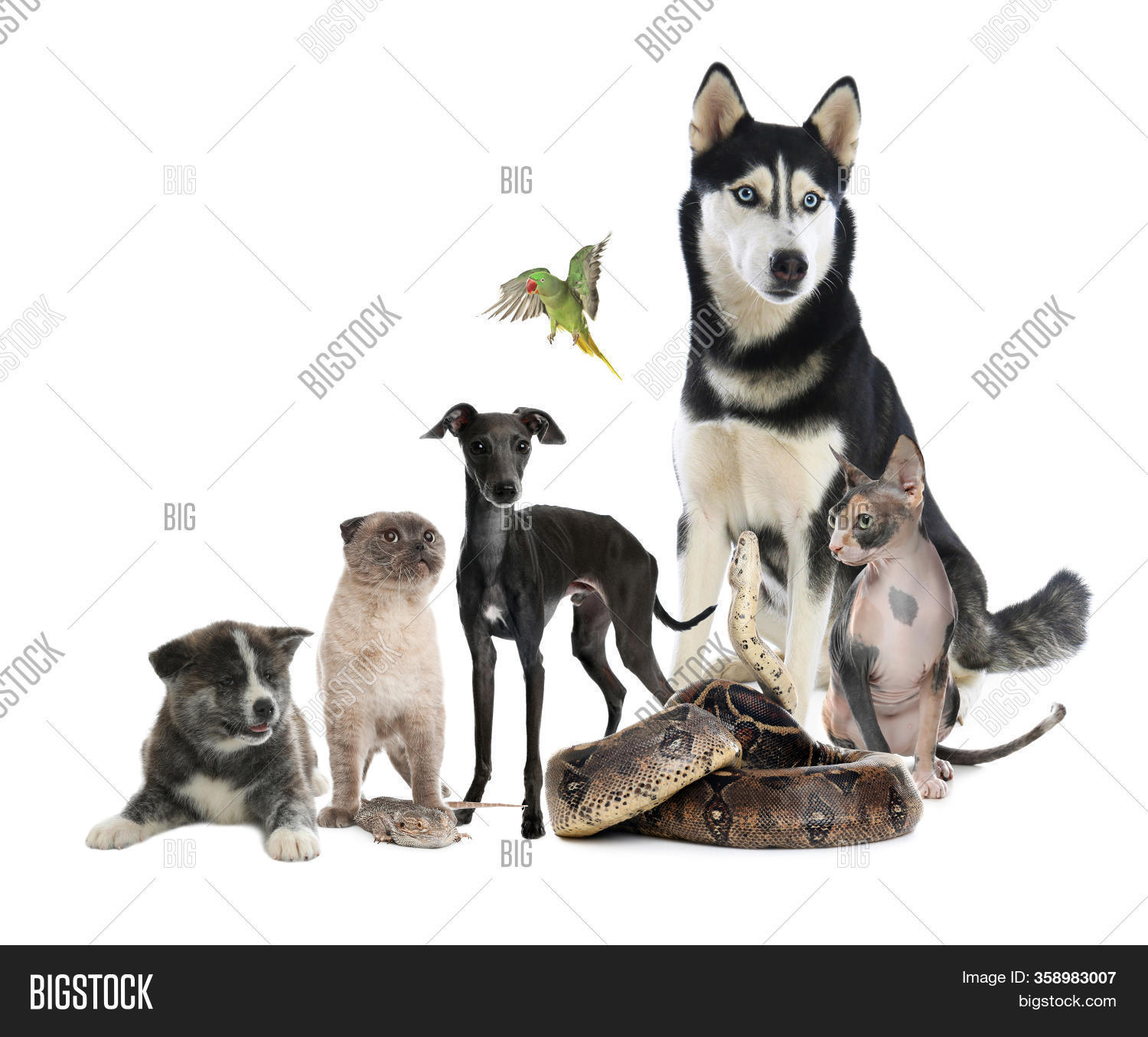 Group Different Pets Image & Photo (Free Trial) | Bigstock