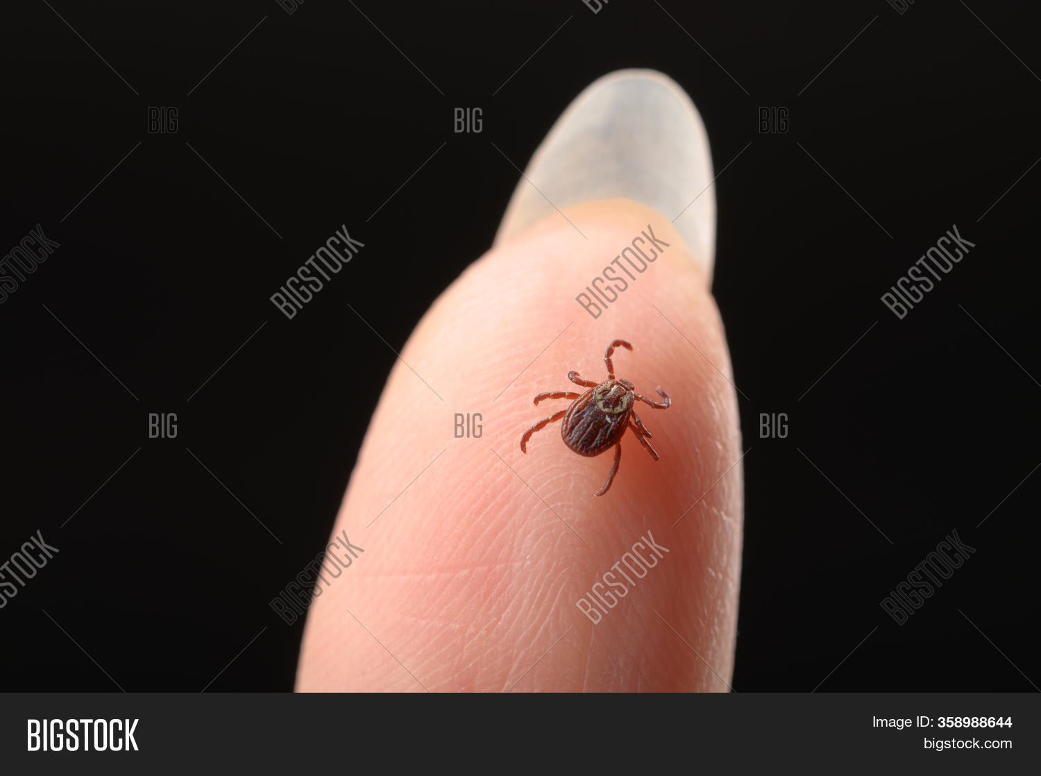 Tick On Person's Image & Photo (Free Trial) | Bigstock