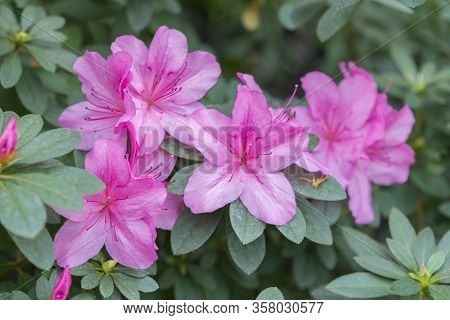Azalea Blossom, Violet Image & Photo (Free Trial) | Bigstock
