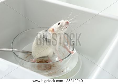 Rat Dirty Dishes Image & Photo (Free Trial) | Bigstock