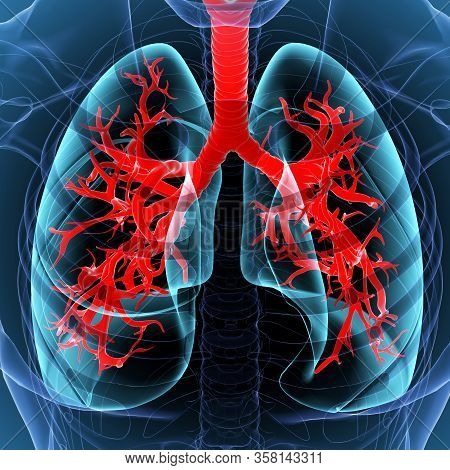 Humans Have Two Lungs Image & Photo (Free Trial) | Bigstock