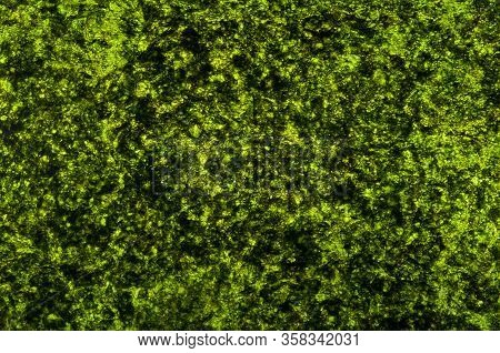 Seaweed Texture Images, Illustrations & Vectors (Free) - Bigstock