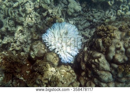 Bleached Acropora Image & Photo (Free Trial) | Bigstock
