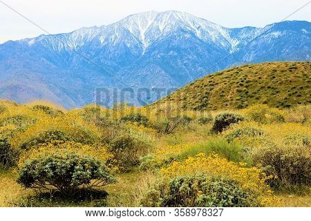 Chaparral Shrubs Image & Photo (Free Trial) | Bigstock