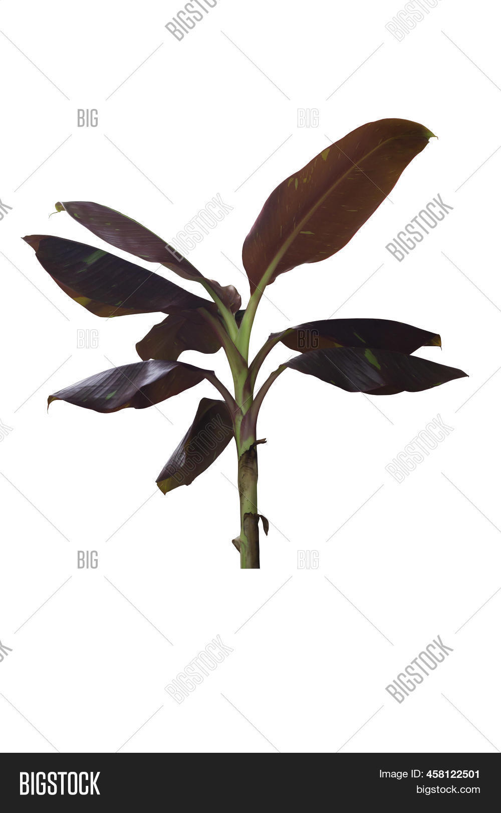 Musa Siam Ruby Indo Image & Photo (Free Trial) | Bigstock