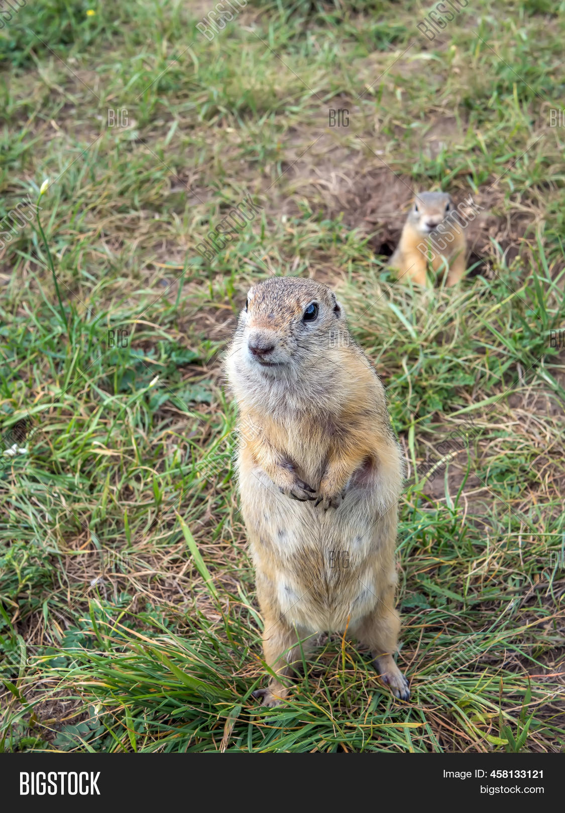 Profile Portrait Image & Photo (Free Trial) | Bigstock