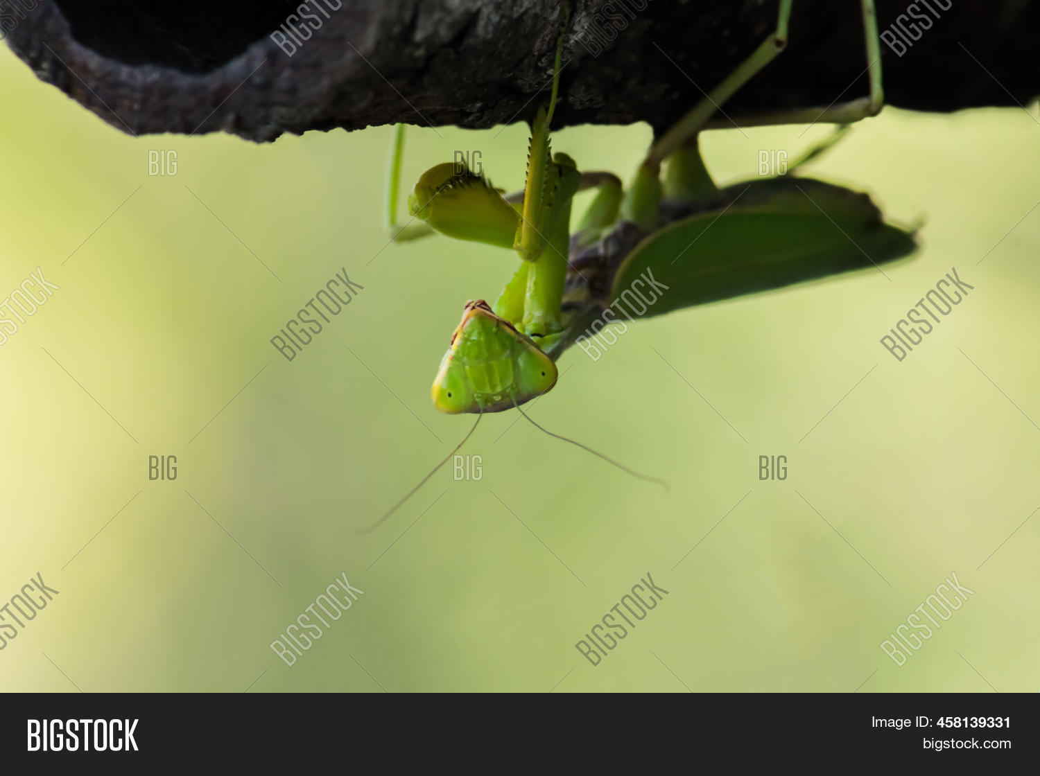 Green Praying Mantis Image & Photo (Free Trial) | Bigstock