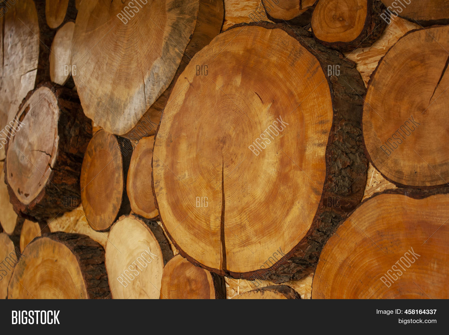 Tree Rings Old Image & Photo (Free Trial) | Bigstock
