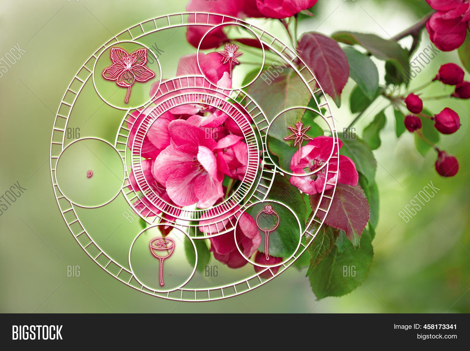 Annual Life Cycle Image & Photo (Free Trial) | Bigstock