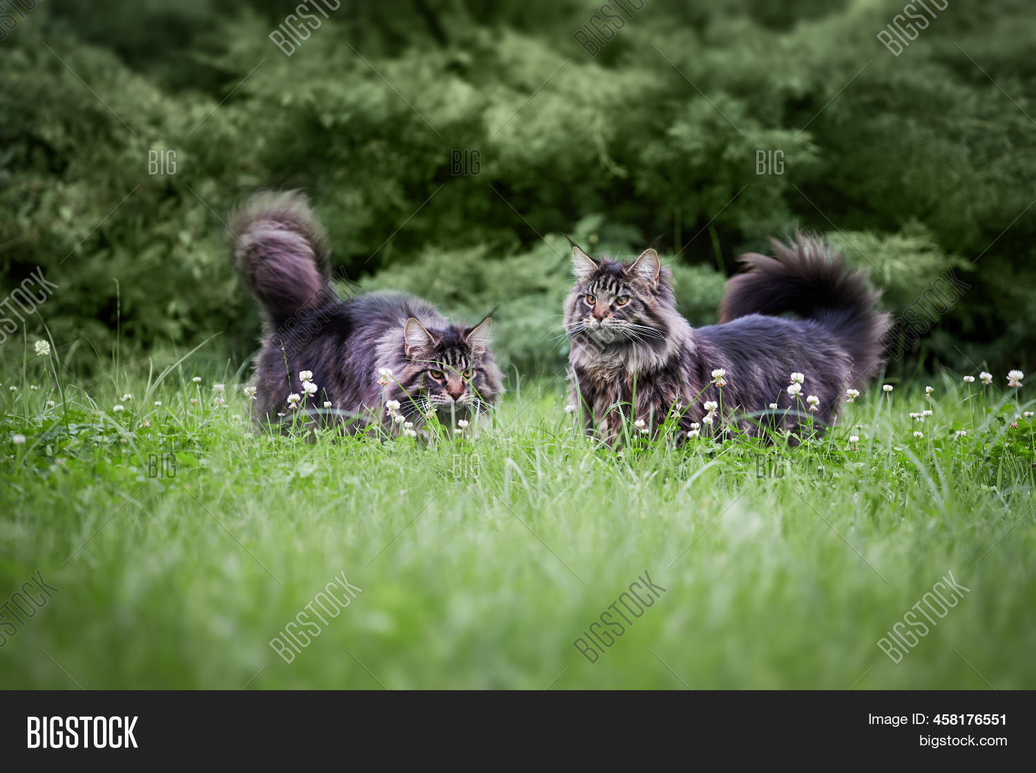 Beautiful Large Fluffy Image & Photo (Free Trial) | Bigstock