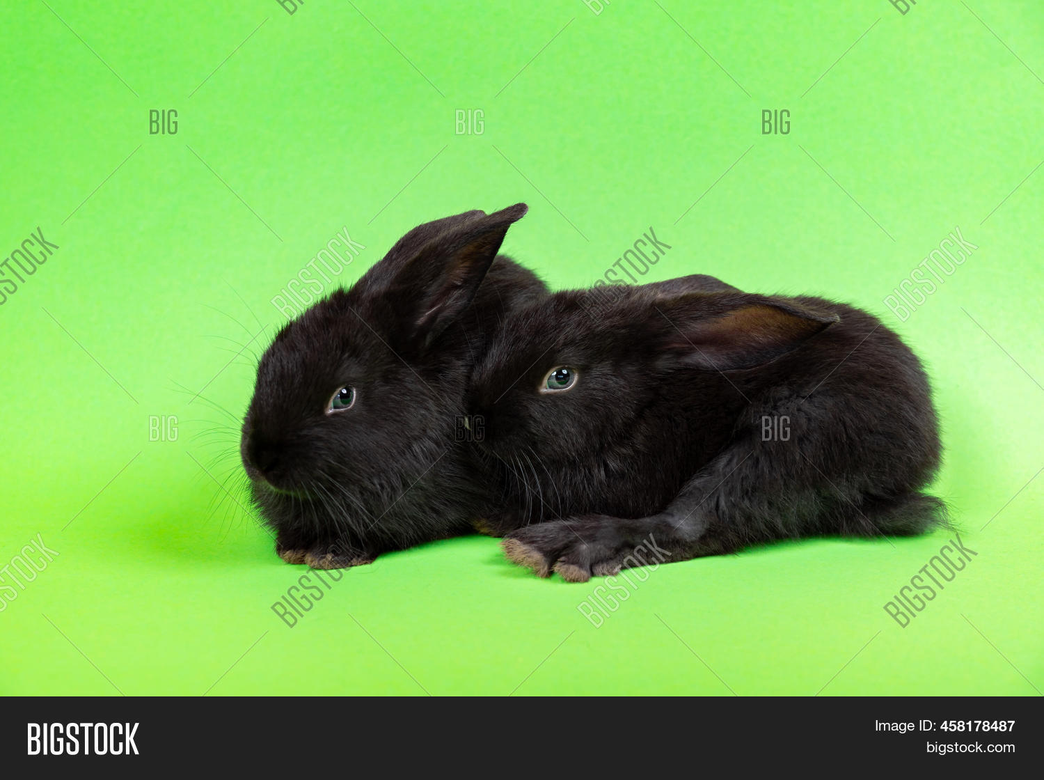 Two Little Black Image & Photo (Free Trial) | Bigstock