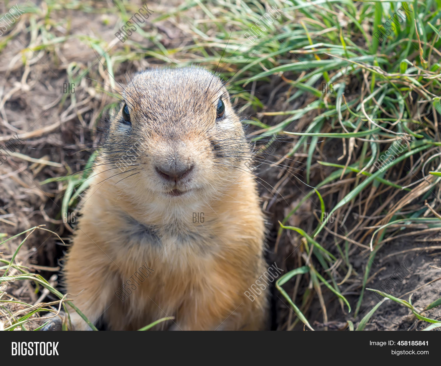 Gopher Peeking Out Image & Photo (Free Trial) | Bigstock