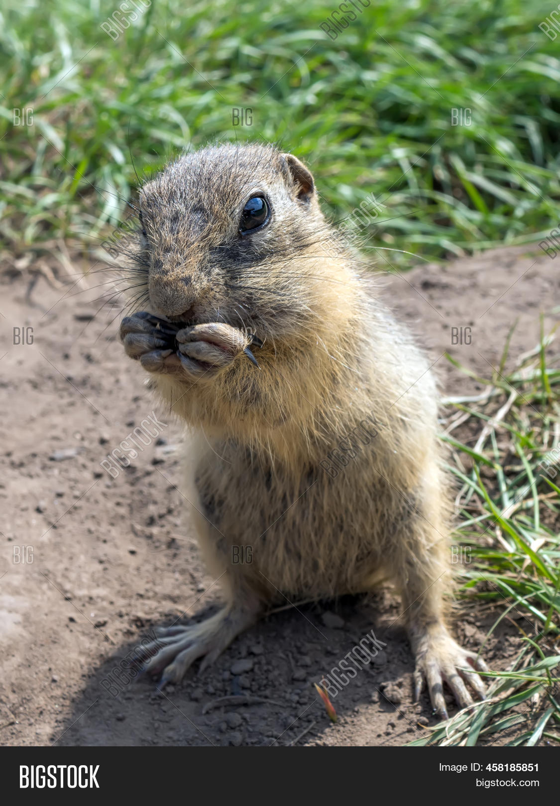 Gopher Standing On Image & Photo (Free Trial) | Bigstock