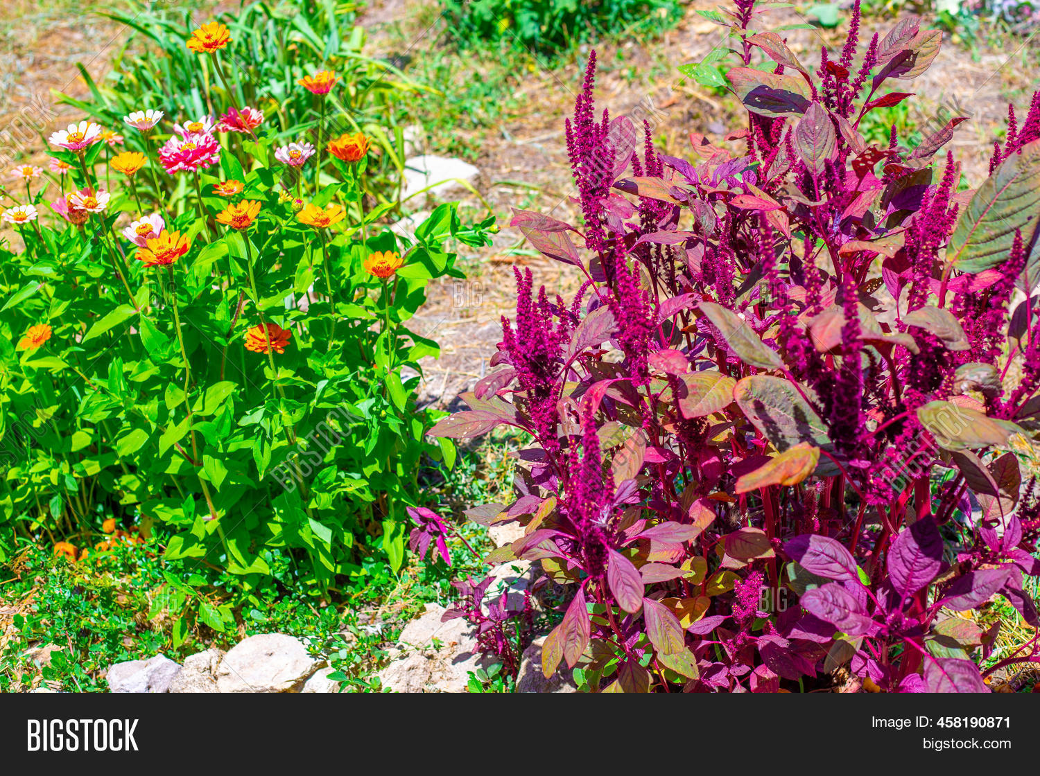 Bright Burgundy Bushes Image & Photo (Free Trial) | Bigstock