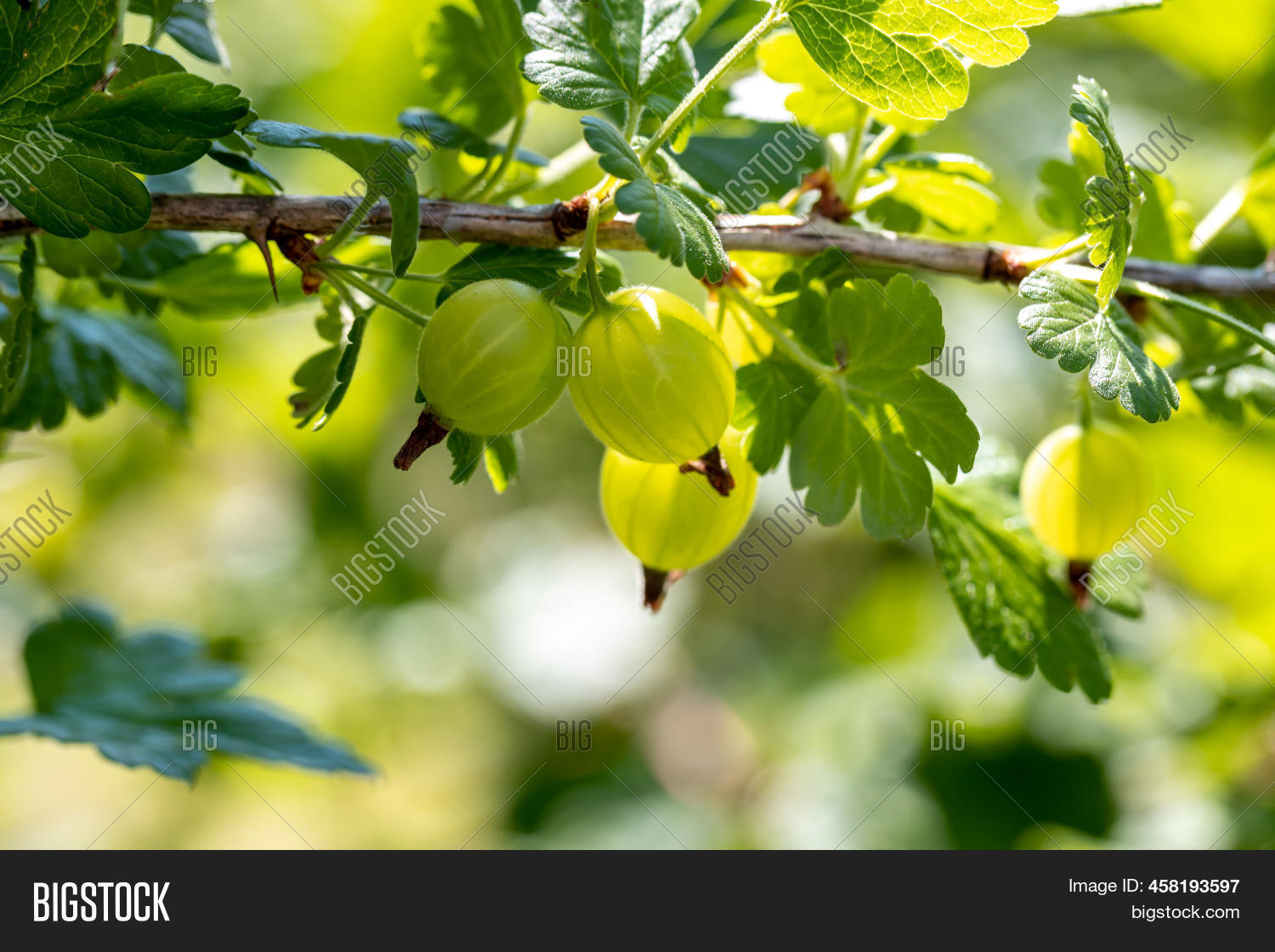 Fresh Gooseberries On Image & Photo (Free Trial) | Bigstock