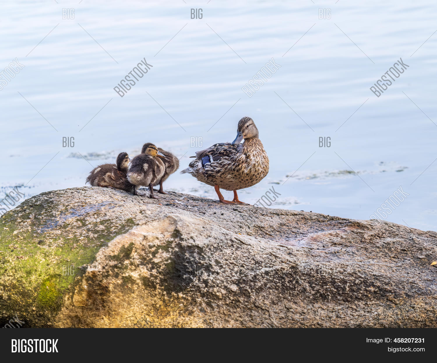 Adult Duck Many Image & Photo (Free Trial) | Bigstock