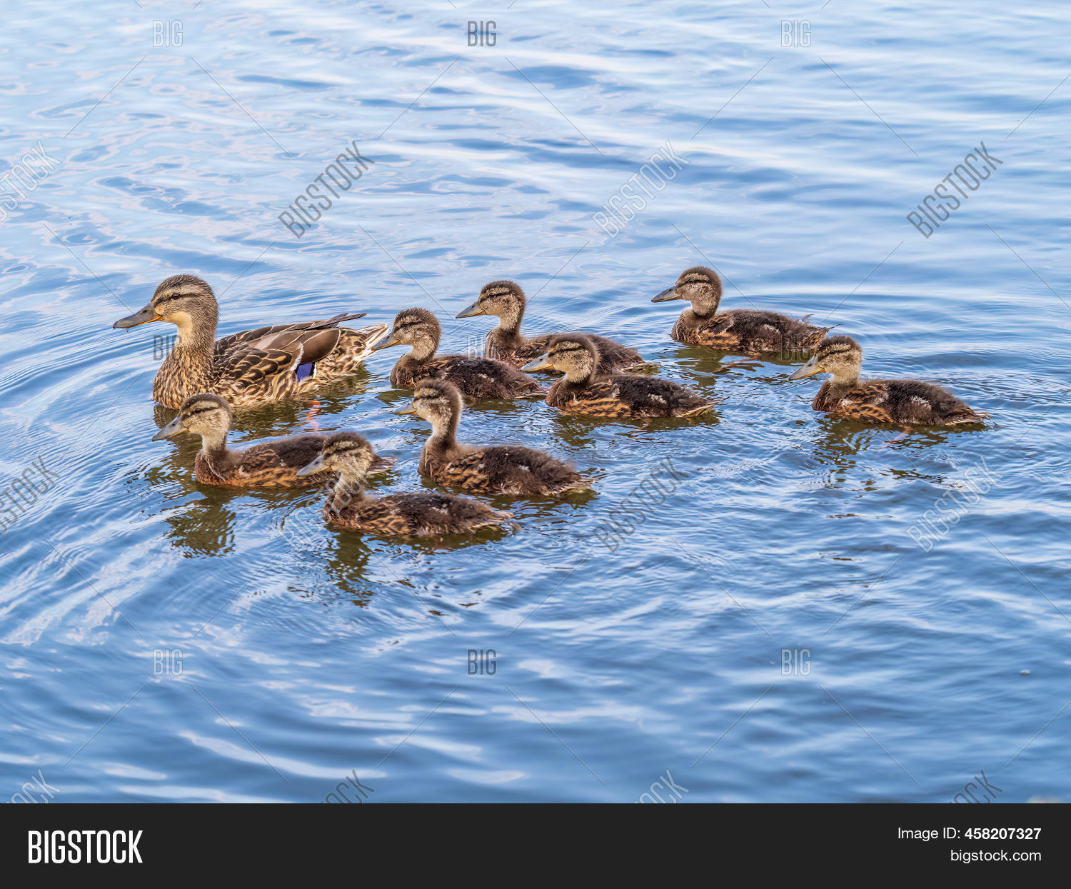 Family Ducks, Duck Image & Photo (Free Trial) | Bigstock