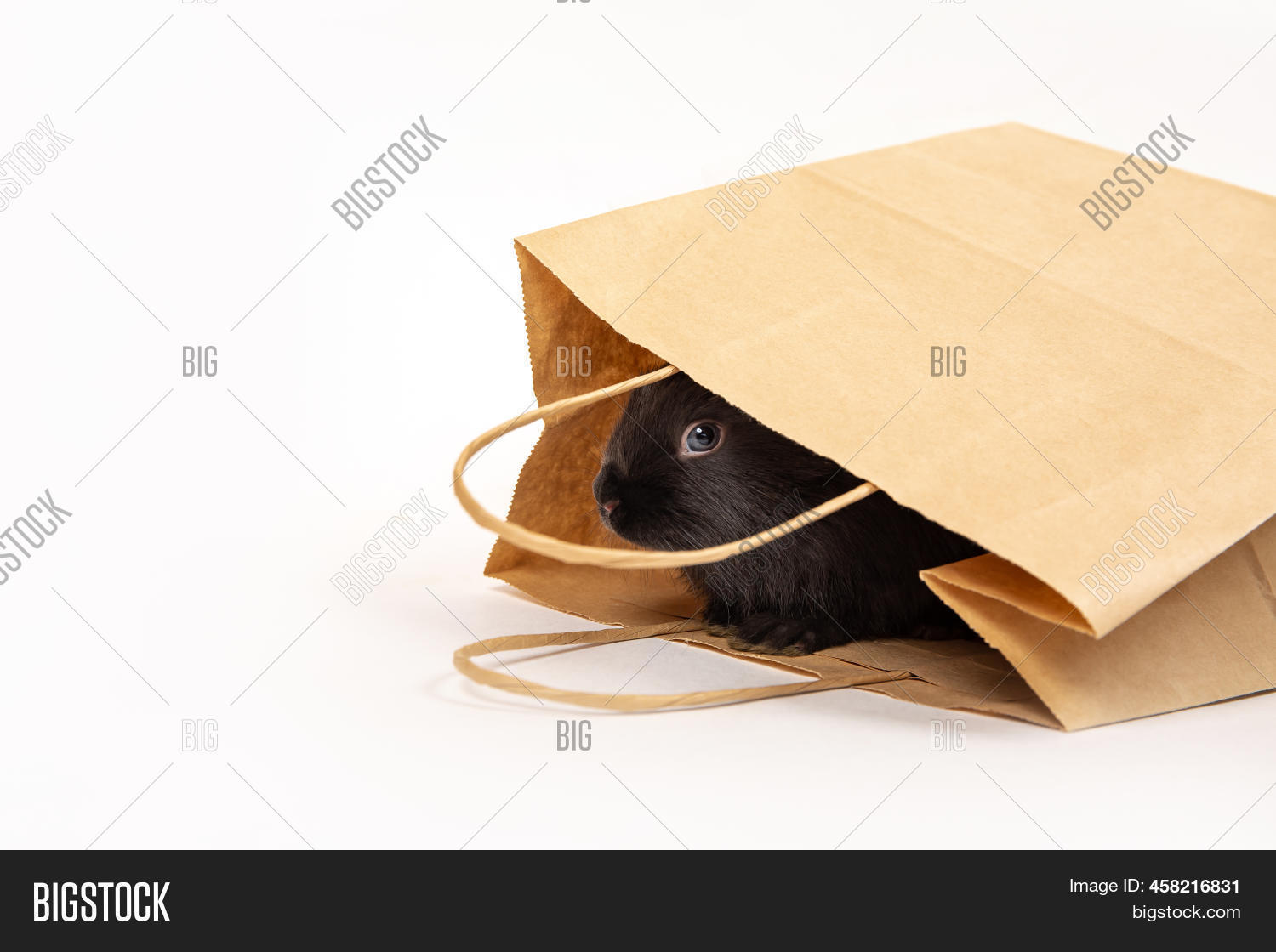 One Little Black Image & Photo (Free Trial) | Bigstock