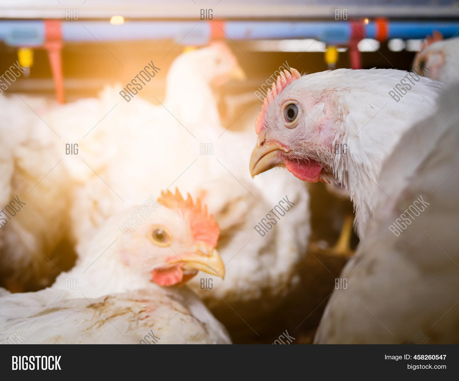 Close White Chicken Image & Photo (Free Trial) | Bigstock
