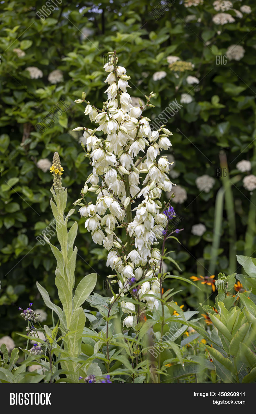 Yucca. Flowering Plant Image & Photo (Free Trial) | Bigstock