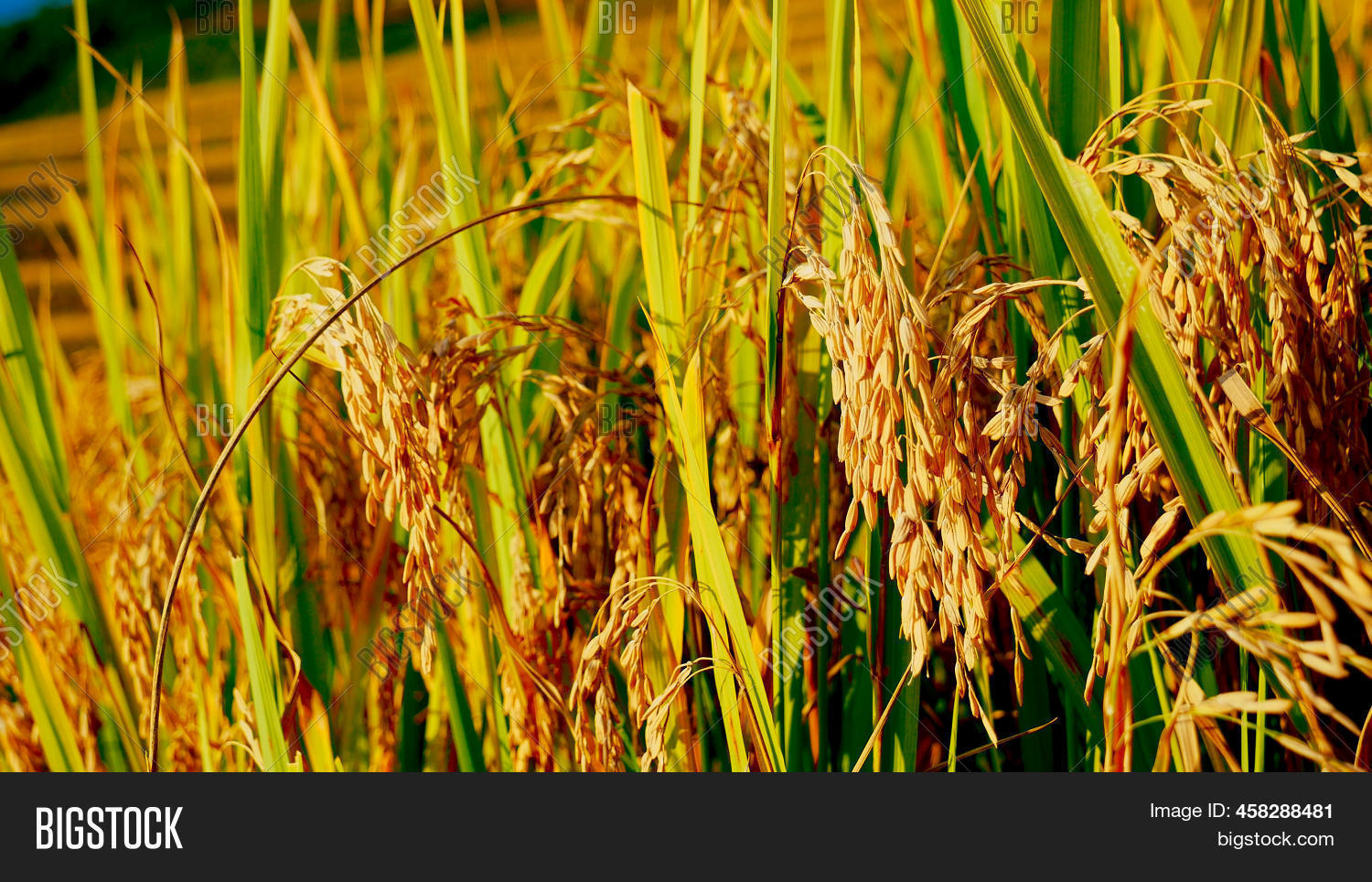 Asian Golden Rice Image & Photo (Free Trial) | Bigstock