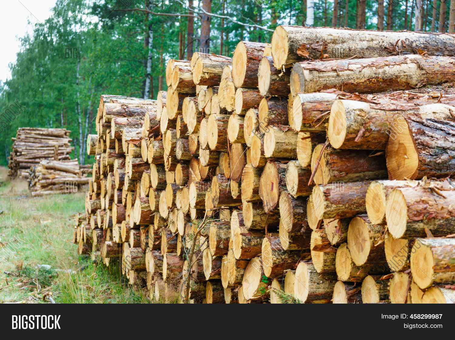 Timber Logging Forest Image & Photo (Free Trial) | Bigstock