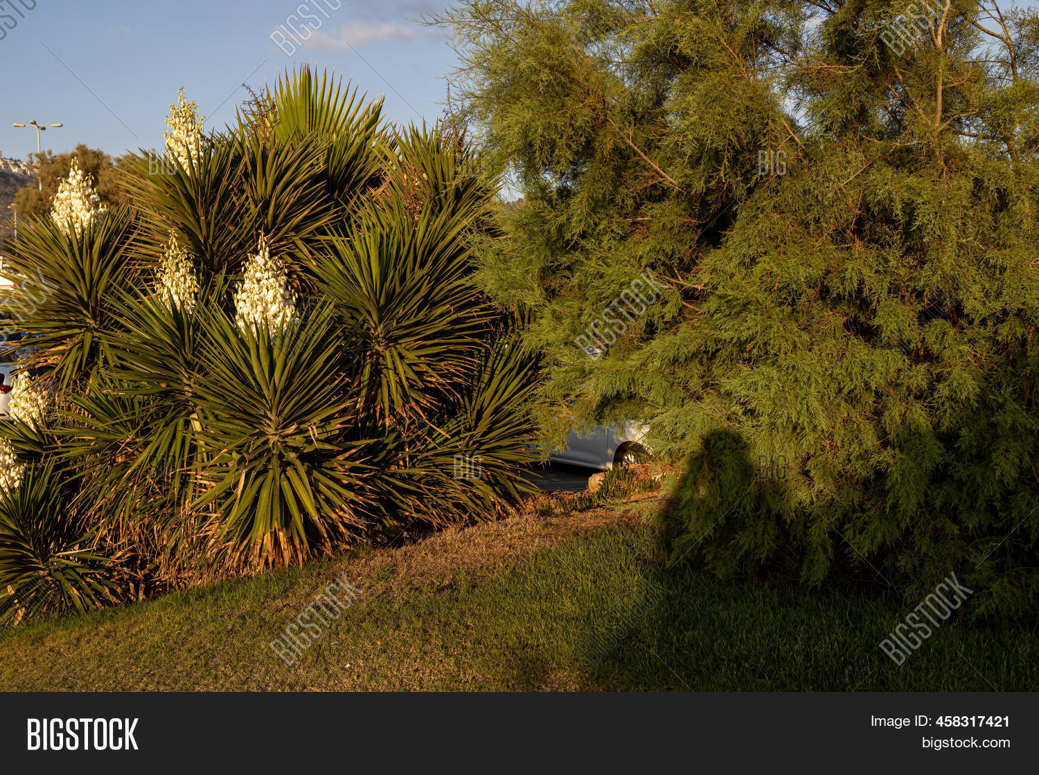 Yucca Gigantea Yucca Image And Photo Free Trial Bigstock