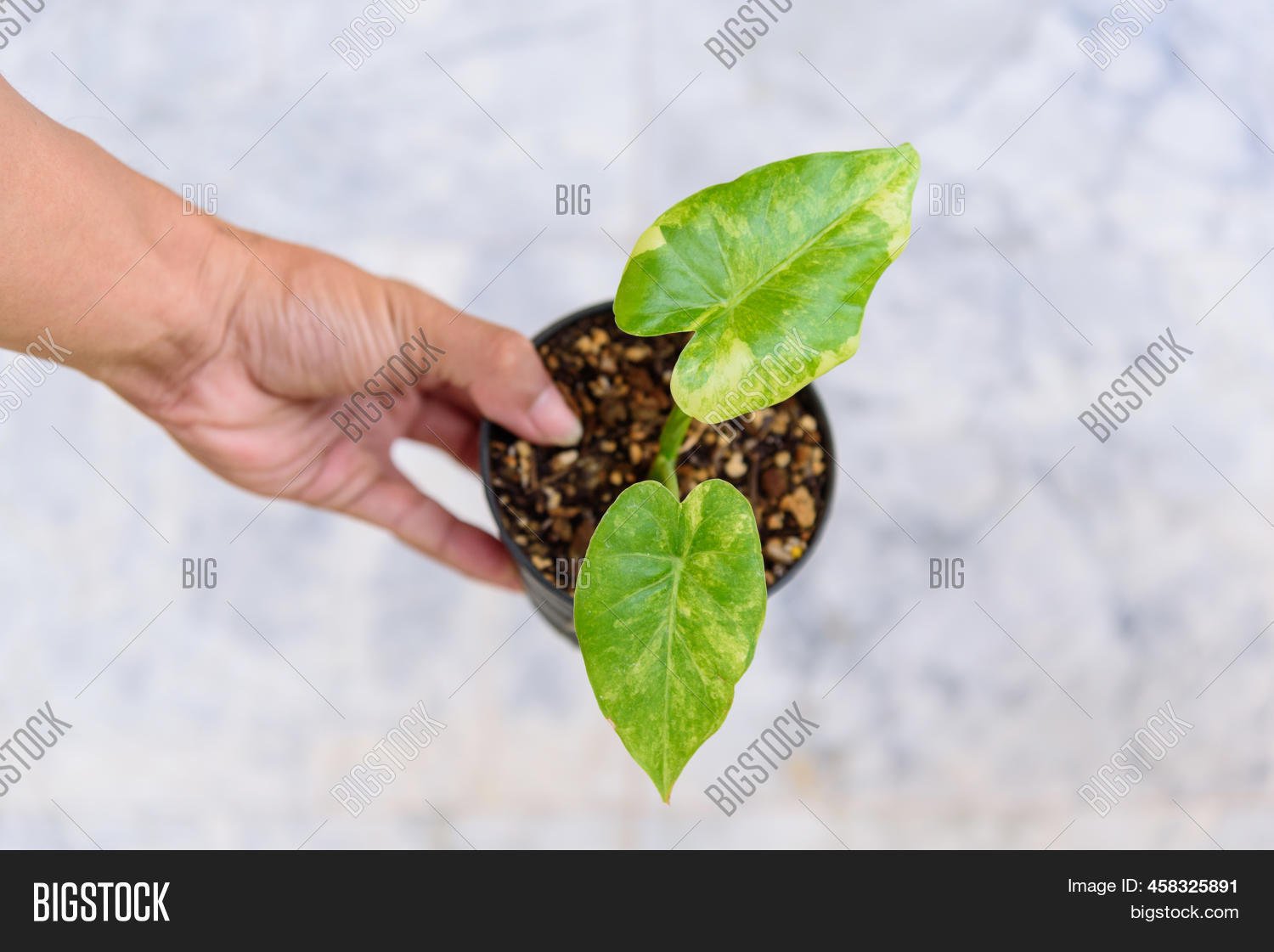 Little Sapling Image & Photo (Free Trial) | Bigstock