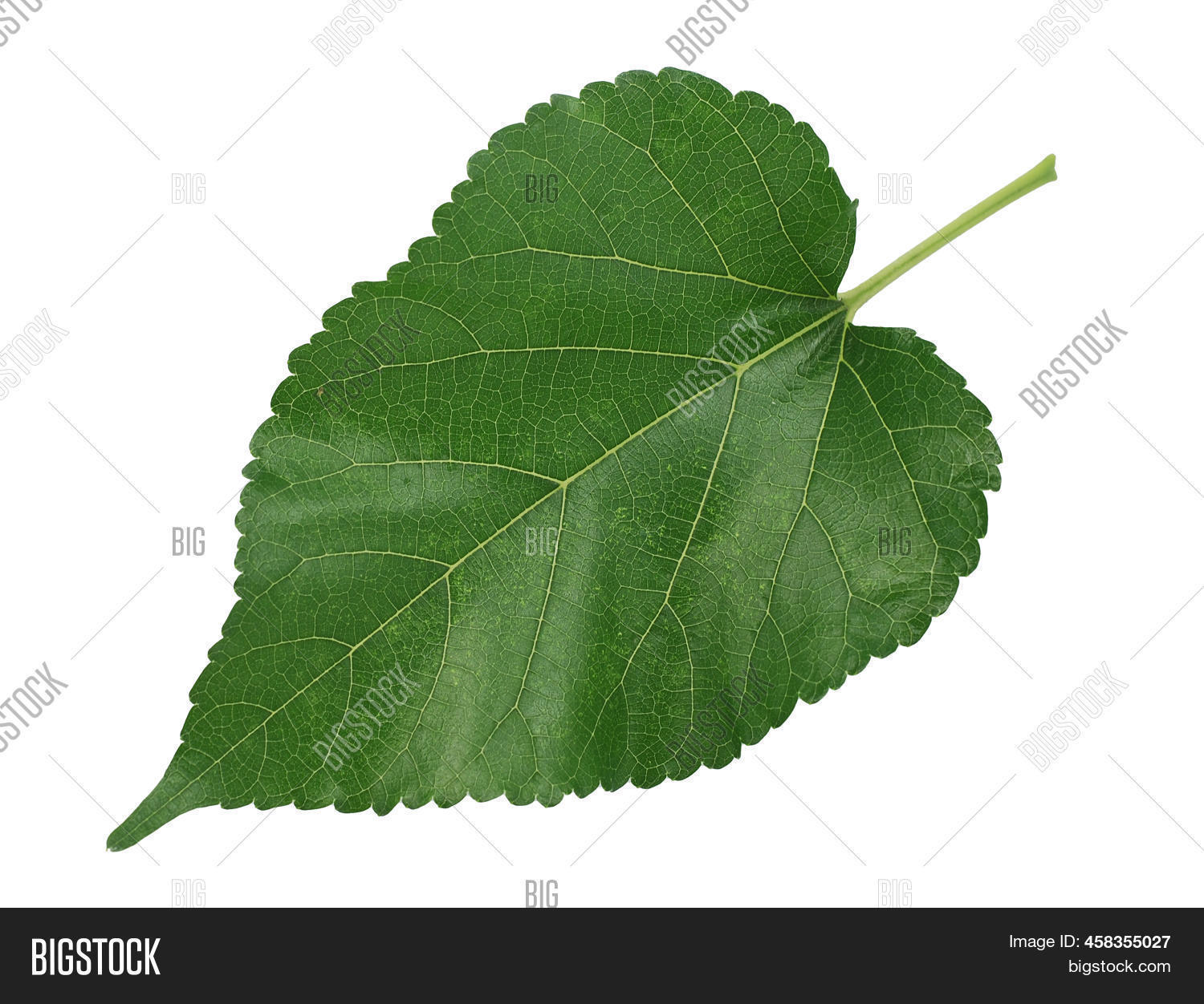 Single Object Mulberry Image & Photo (Free Trial) | Bigstock