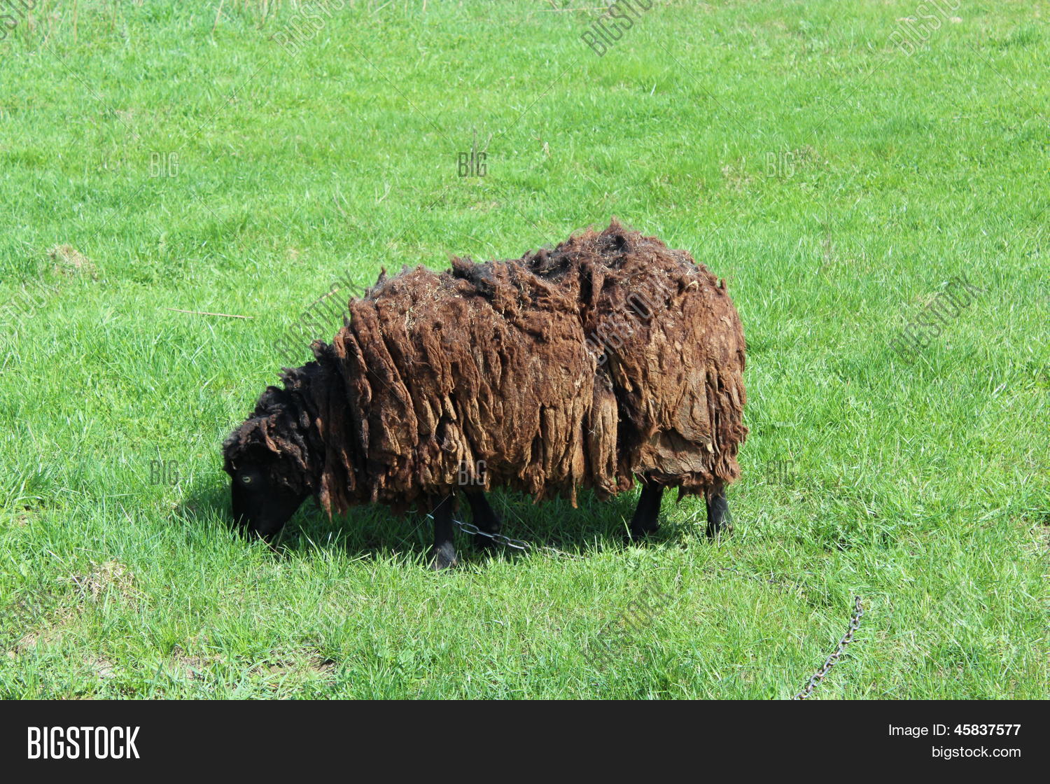 Sheep Grazing On Grass Image & Photo (Free Trial) | Bigstock