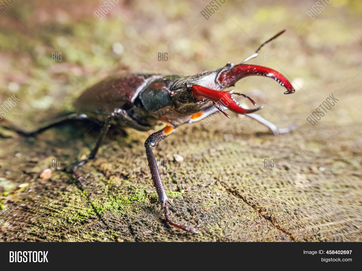 Male Stag Beetle Image & Photo (Free Trial) | Bigstock