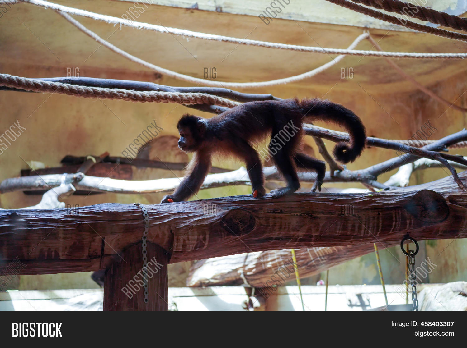 Capuchin Monkey Taking Image & Photo (Free Trial) | Bigstock