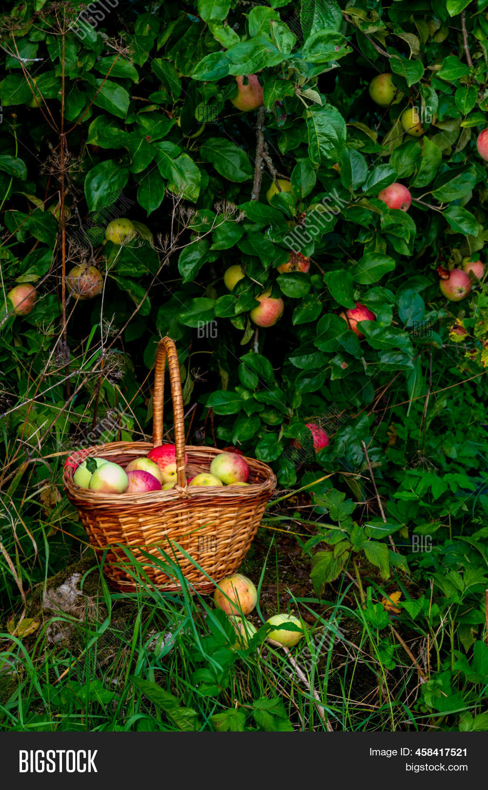 Organic Apple Harvest Image & Photo (Free Trial) | Bigstock