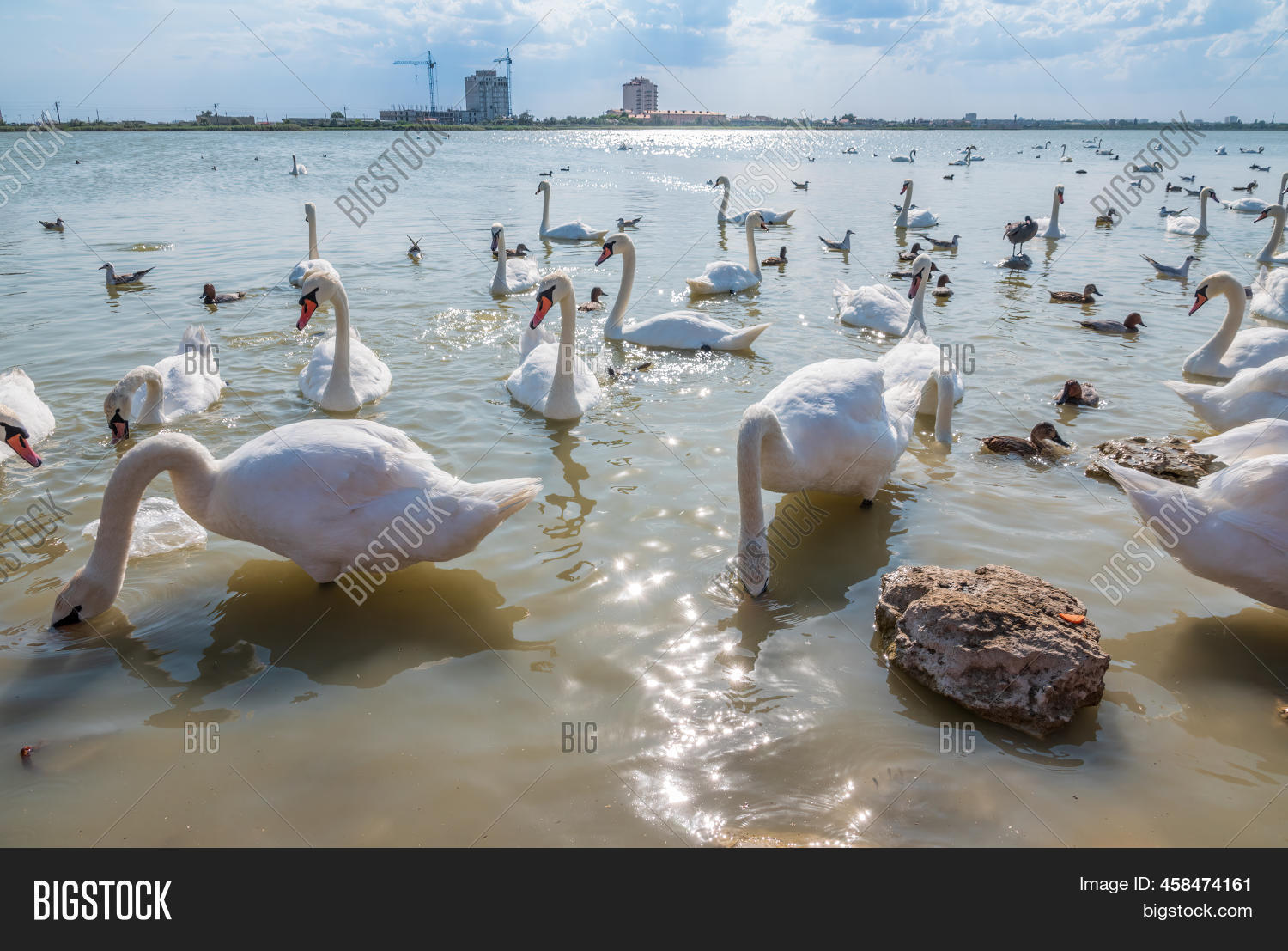 Imagen y foto Large Flock (prueba gratis) | Bigstock