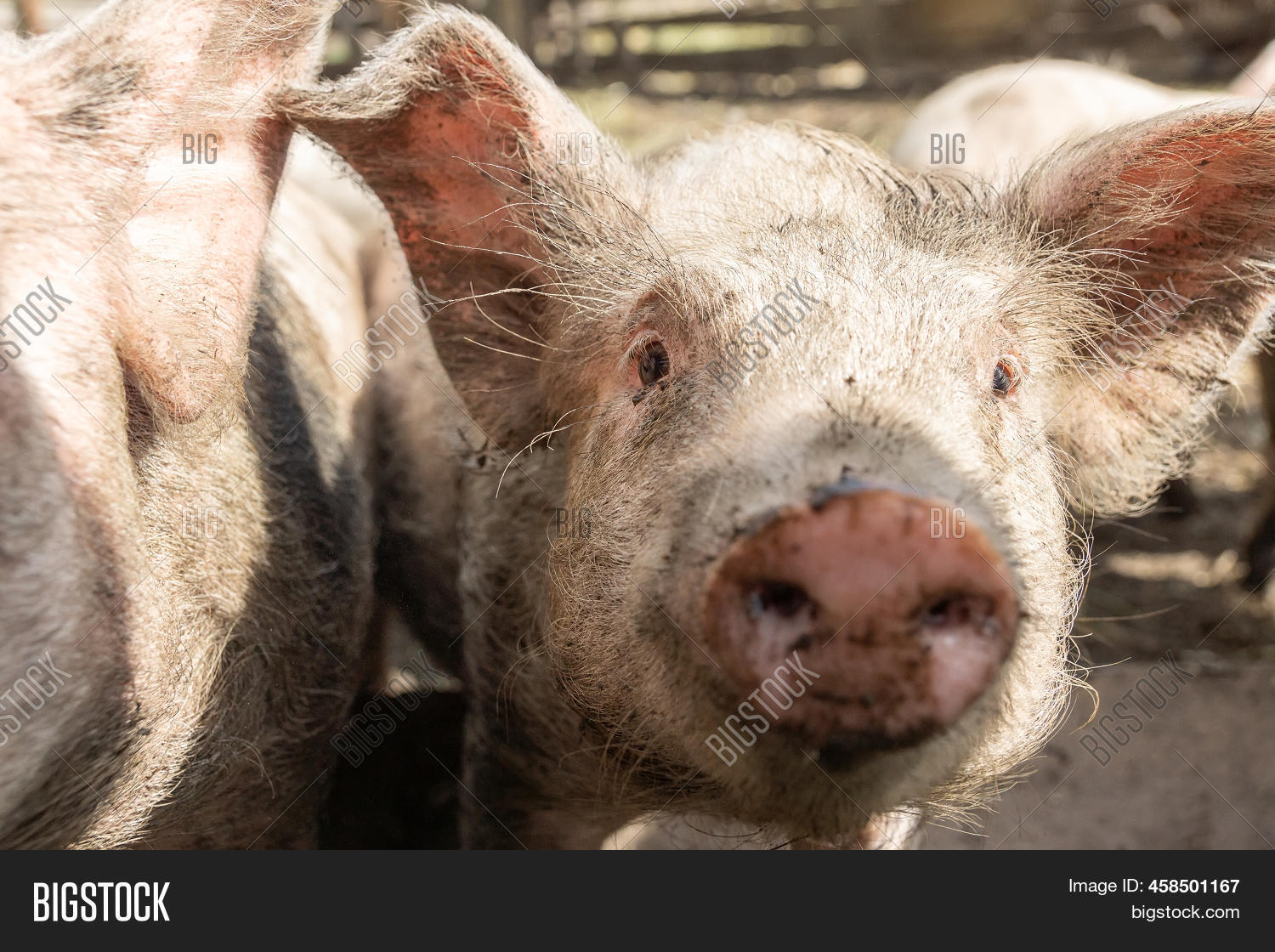 Pink Pigs On Farm. Image & Photo (Free Trial) | Bigstock