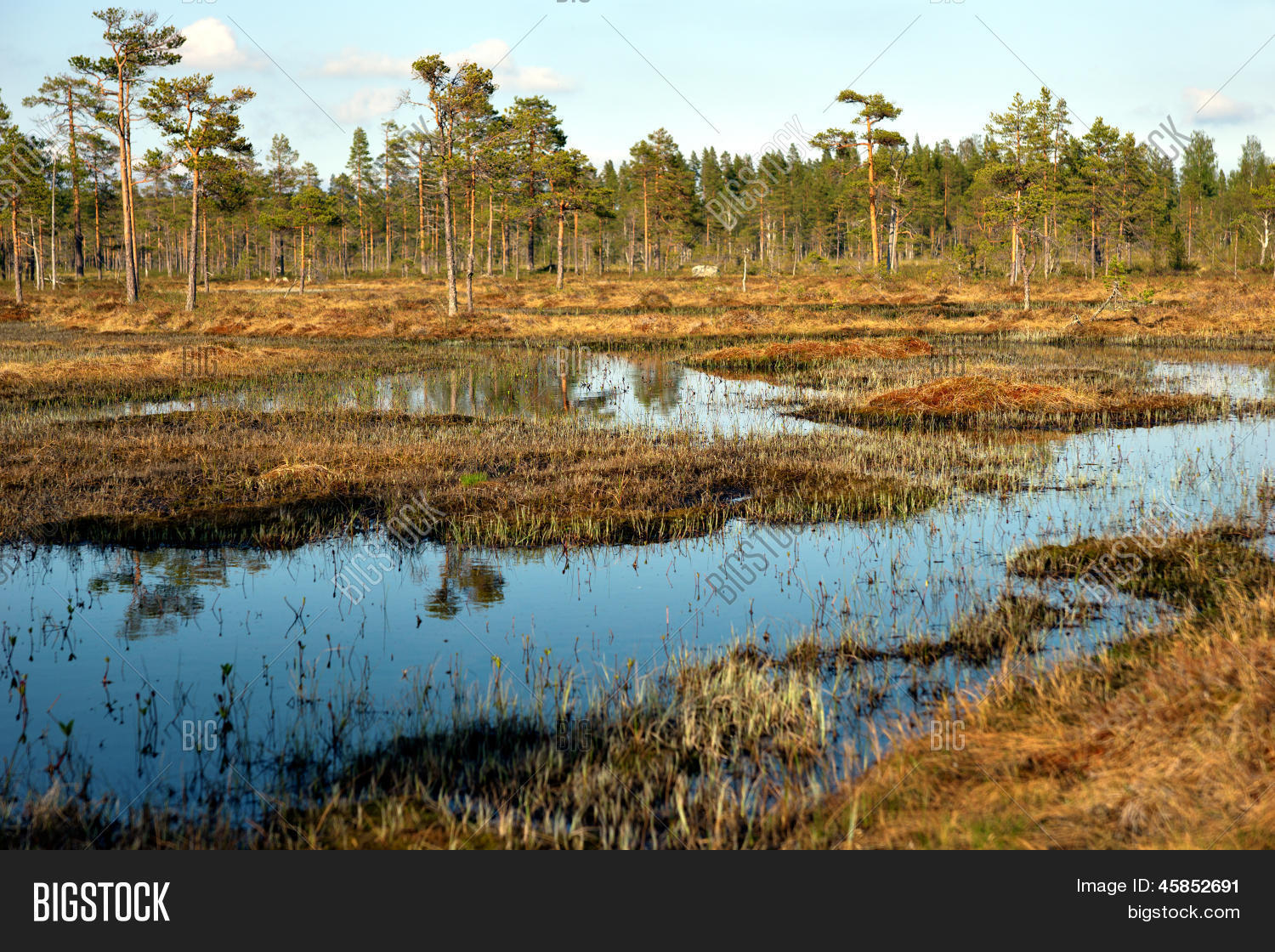 Swedish Swamp Image & Photo (Free Trial) | Bigstock